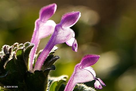 ホトケノザ仏の座シソ科 つぶやきの棚 徒然草2024 四季の山野草花の写真館