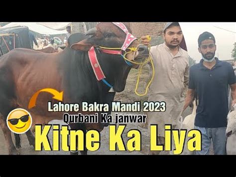 Kitne Ka Liya Qurbani Ka Janwar Desi Bakre Qurbani Ke Bachre