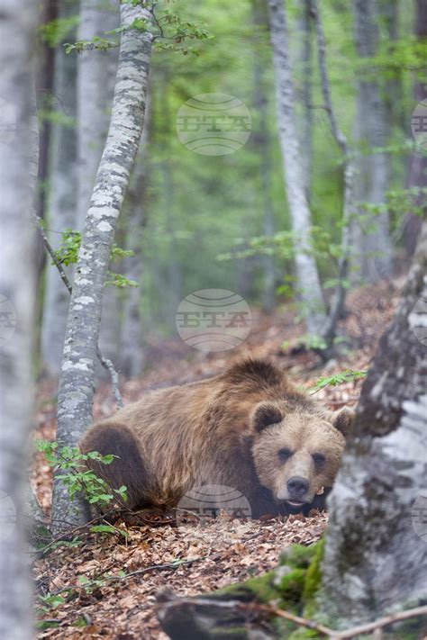 Югоизточно държавно предприятие Сливен се включва в преброяването на кафявата мечка Утро