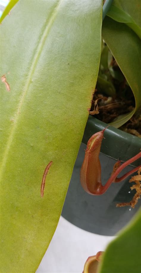 Just The Tip Sexyplants