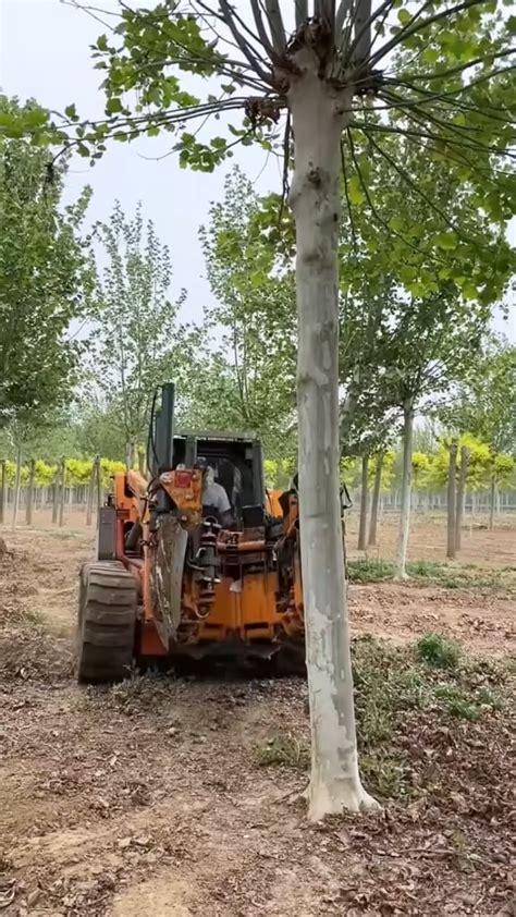 Tree Relocation R Satisfyingasfuck