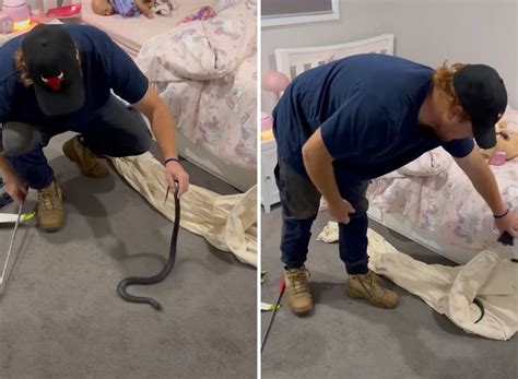 Cobra altamente venenosa é encontrada na cama de uma criança tentando