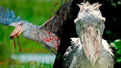 Las AVES MÁS TERRORÍFICAS Del Mundo YouTube