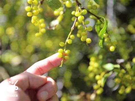 ヤナギ科の樹木の花の季節 sambuca