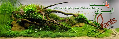 ایزی پلنت خرید و فروش گیاهان آکواریوم و طبیعی آبزی پلنت