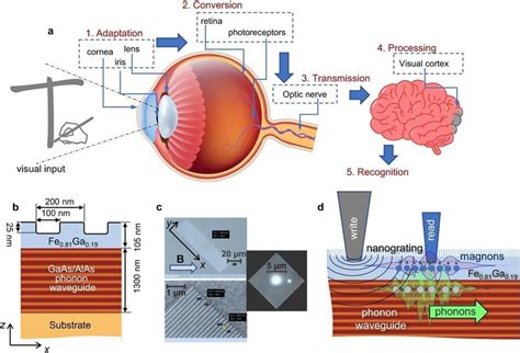 International Research Team Develops New Hardware For Neuromorphic