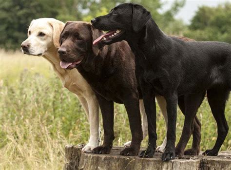 Labrador Retriever Charakter Größe And Erziehung Steckbrief