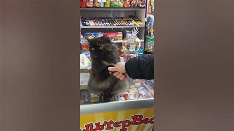 Кот охранник Youtube