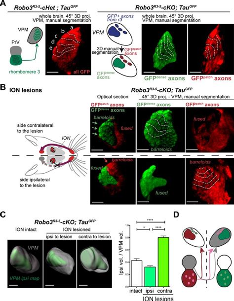 Figures And Data In A Mutant With Bilateral Whisker To Barrel Inputs Unveils Somatosensory