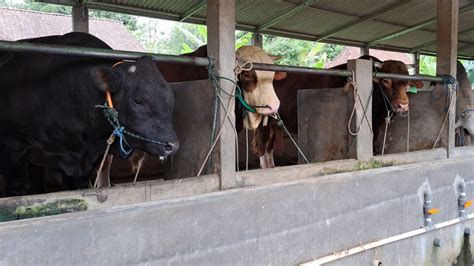 SAPI RAKSASA KELAS KONTES KANDANG PEDALAMAN YouTube