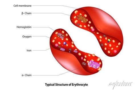 Red Blood Cell Diagram With Labels Red Blood Cell Structure