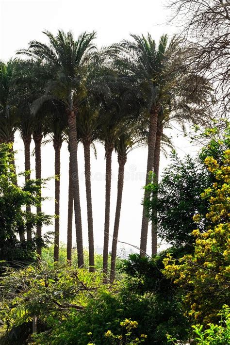 Cairo Egypt View Of Green Al Azhar Park Green Trees And Palms Oasis