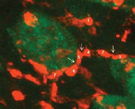 Figures And Data In Astrocytes Contribute To Synapse Elimination Via