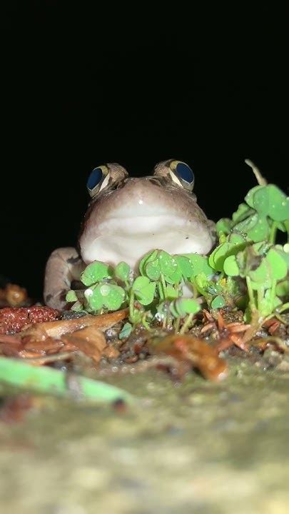 개구리왕눈이 Youtube