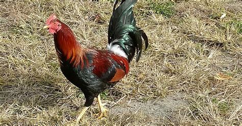 Neighborhood Rooster Album On Imgur
