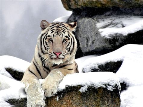 Siberian Tiger Wallpaper Wallpapersafari