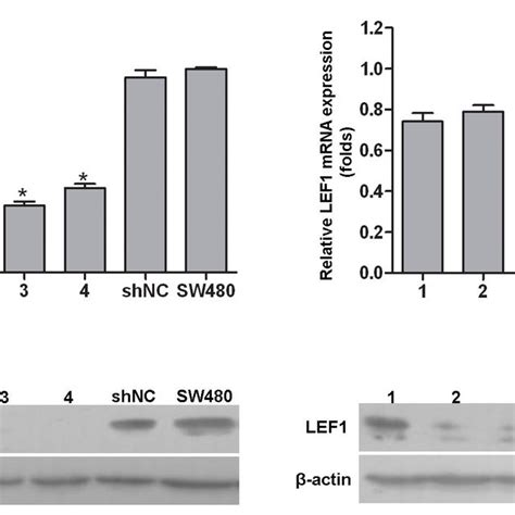 Effects Of Lef1 Knockdown On Inhibition Of Colon Cancer Cell Viability