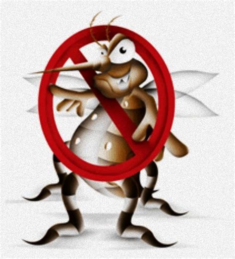 Evolucion Cronologia Del Dengue¡¡¡ → Patologias Comunes ←