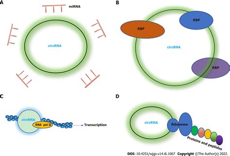 Circular Rnas In Hepatocellular Carcinoma Recent Advances