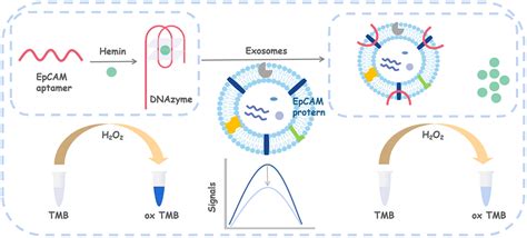 A Colorimetric Aptasensor Based On A Heminepcam Aptamer Dnazyme For Sensitive Exosome Detection