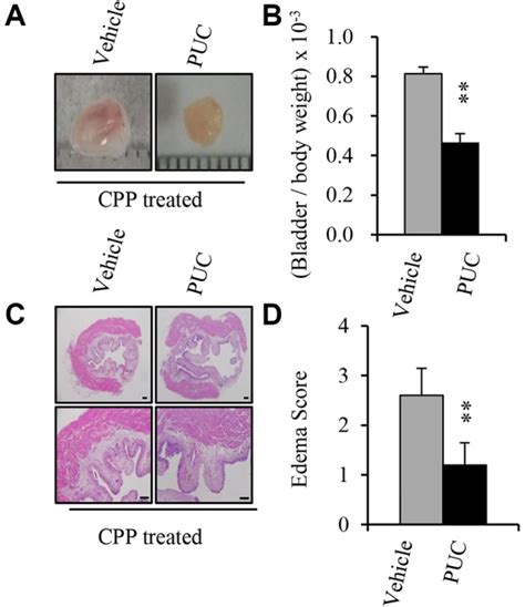 Intravesical Administration Of Xenogeneic Porcine Urothelial Cells