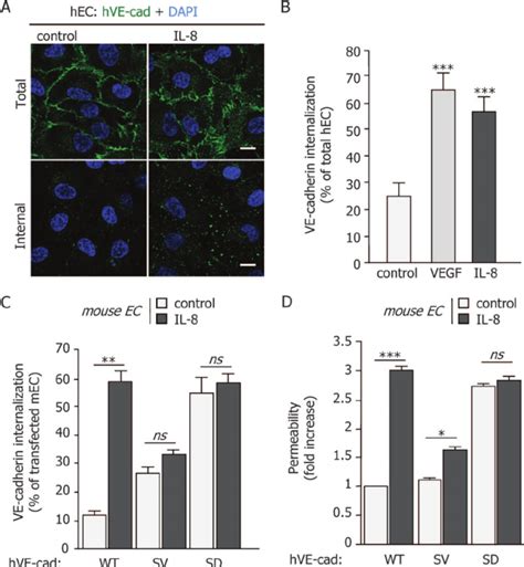 VE Cadherin Internalization Is Required For IL 8 Induced Endothelial