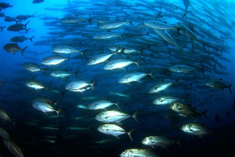 Free Images Ocean Diving Underwater Coral Reef Scuba Marine