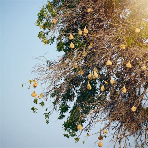 The Nesting Ground Birds Nests High Up In The Branches Of A Tree