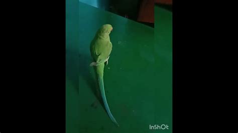 அம்மாவுக்கு முத்தம் கொடுத்து கொஞ்சி விளையாடும் ஆண்டாள் Youtube