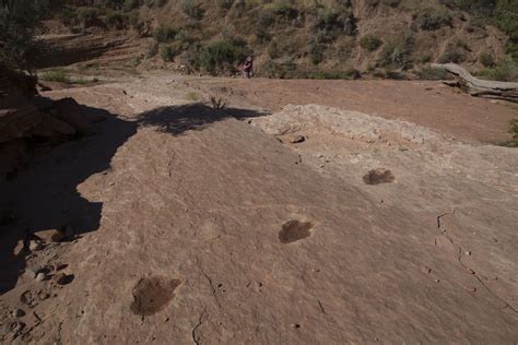 What Are Trace Fossilsand Why Are They So Important Dino World