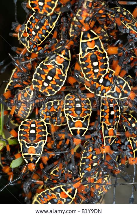 An Aggregation Of Coreid Bug Nymphs