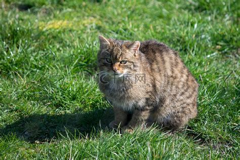 欧洲野猫高清摄影大图 千库网