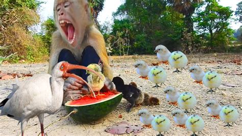 Sokyaa Feeding Chicken With Watermelon Chicken Eat Watermelon