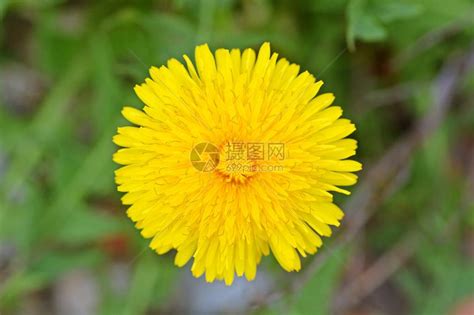 关闭在户外生长的黄色花高清图片下载 正版图片505973344 摄图网