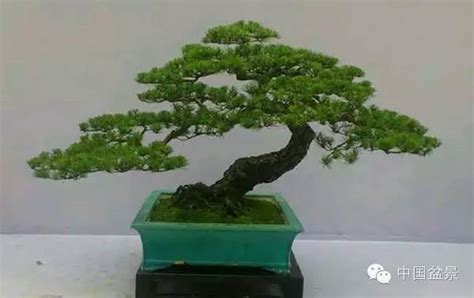 松树怎么造型 松树造型图片大全 松树修剪示意图图 第11页 大山谷图库