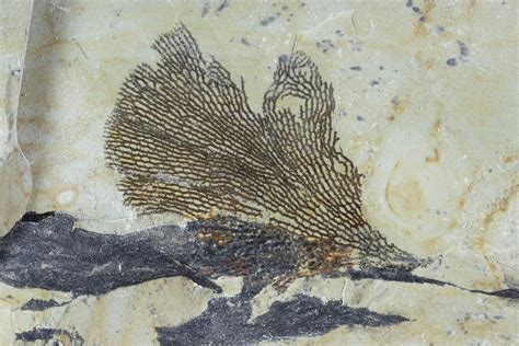 1 35 Ordovician Graptolite Dictyonema Fillmore Formation Utah