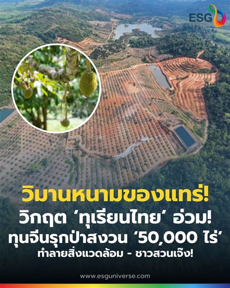 Esg 🌳ป่าไทยร่อยหรอ เมื่อทุนจีน บุกป่าสงวนปลูกทุเรียนกว่า 50 000 ไร่ หวังครอบครองอุตสาหกรรม