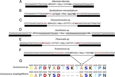 The Mystery Of The Origins Of Introns Solved RNA Seq Blog