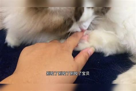 这猫睡醒了就要猫条，吧唧嘴的声音还很好听声音