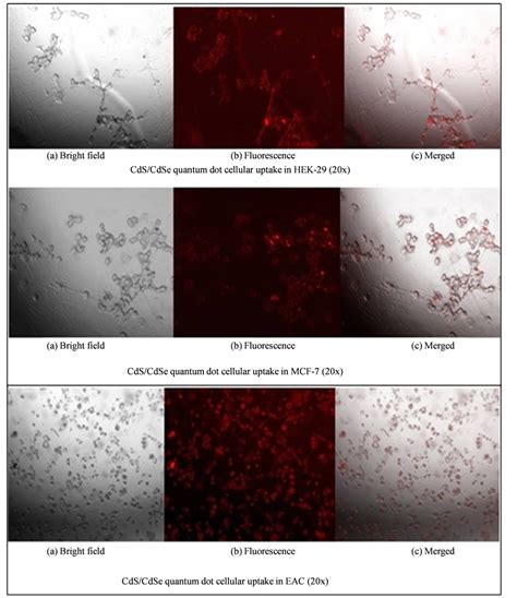 Biotoxicity Of CdS CdSe Core Shell Nano Structures