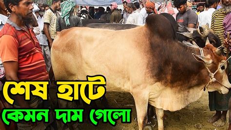 শেষ হাটে কোরবানির গরুর দাম কেনন গেলো।। শরৎনগর হাট পাবনা।। Cow Market In