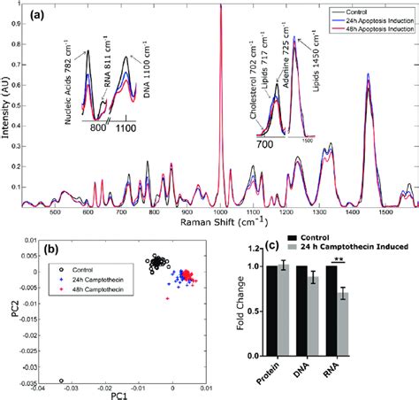 A The Raman Spectra Of Healthy Cells Black Traces And Cells In The