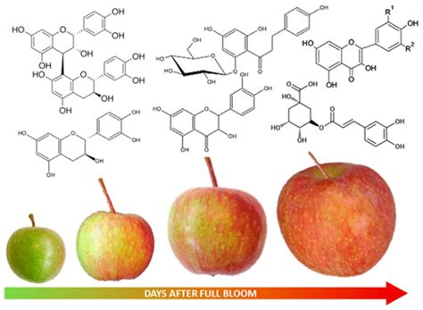 Phenolic Content And Antioxidant Activity During The Development Of Brookfield And Mishima