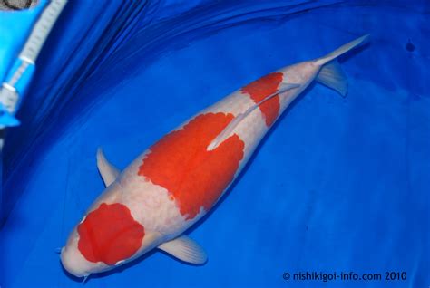 Kohaku Koi Koi Fish Information