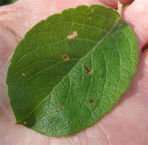 Willows Tree Guide Uk Willow Trees Identification Tree