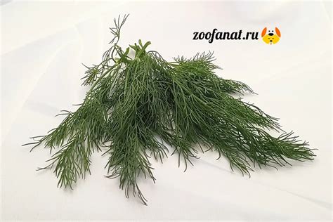 Можно ли кошкам укроп в сыром виде