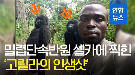 밀렵단속반원과 셀카 찍은 고릴라 뜻밖의 인생샷 연합뉴스 Yonhapnews Youtube