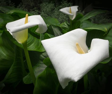 White Lily Meaning Symbolism Understanding The Significance