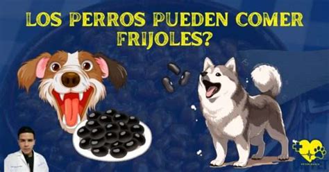 Los Perros Pueden Comer Frijoles