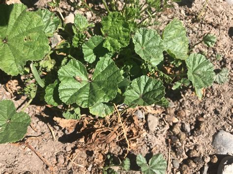Malva Neglecta Picturethis